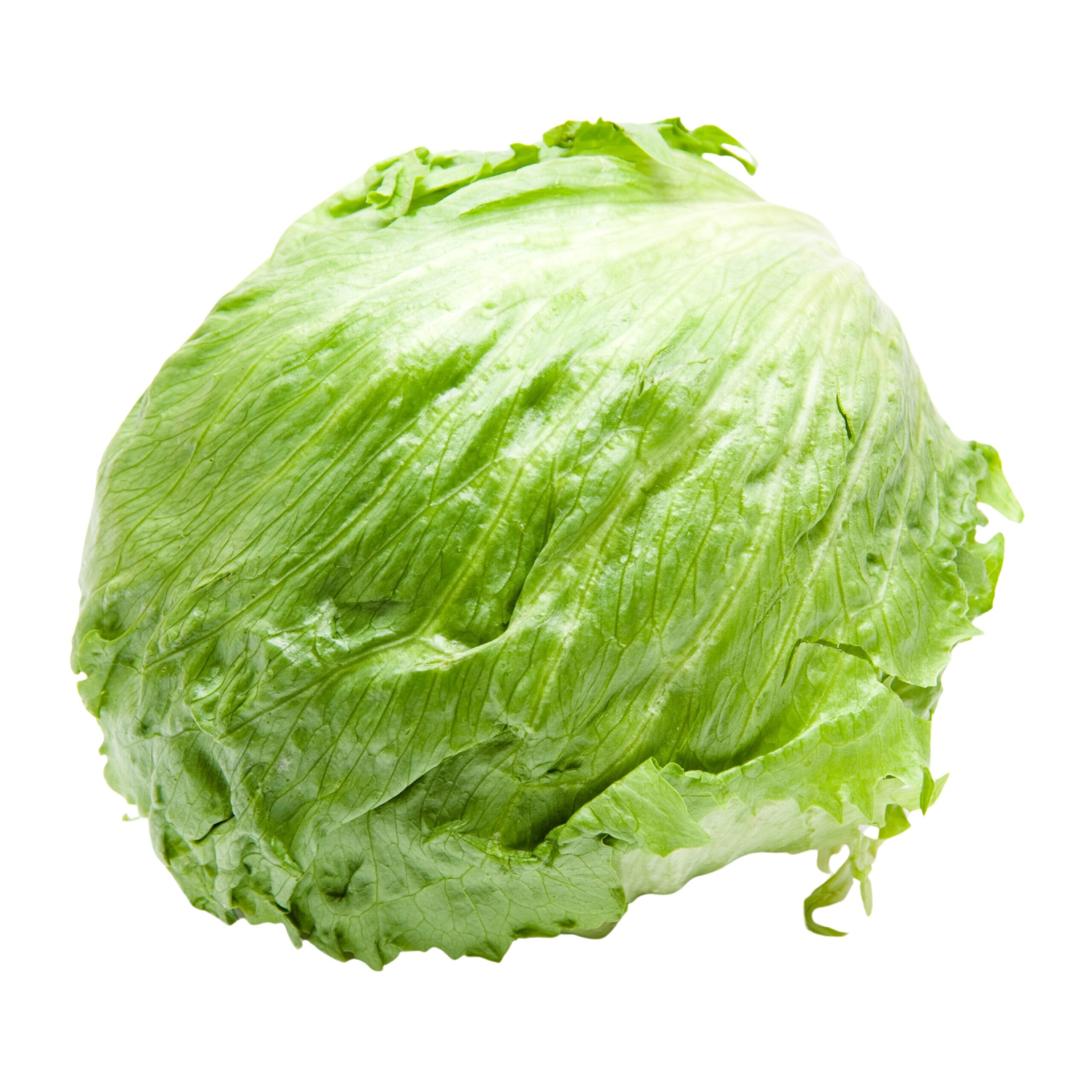 Iceberg lettuce – FruitShroots